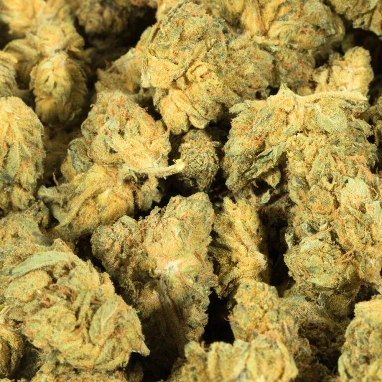 Laughing Buddha Strain | Energizing Cannabis Buds at Hash Online Canada