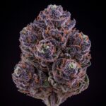 Kush Definition: What Is Kush and Why Strains Like Purple Kush Are So ...