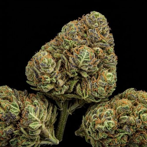 Cannabis Terpenes Explained: What They Are and How They Affect Weed’s ...