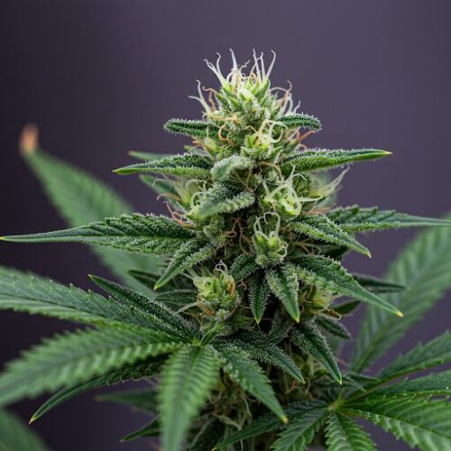 Cannabis Terpenes Explained: What They Are and How They Affect Weed’s ...